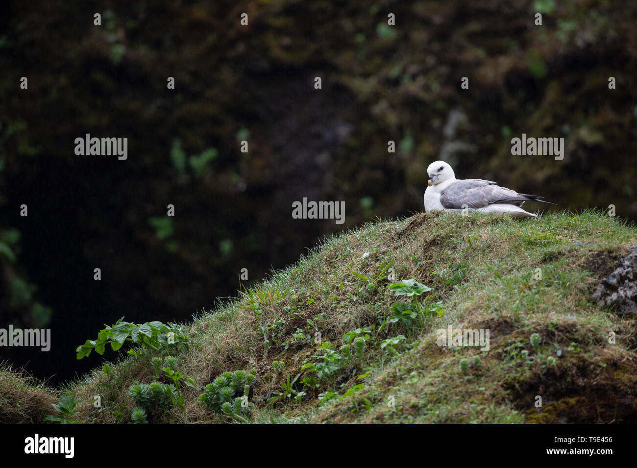 Nesting northern fulmar on a rock wall in Iceland Stock Photo - Alamy