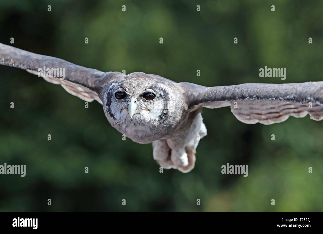 Flying head hi-res stock photography and images - Alamy