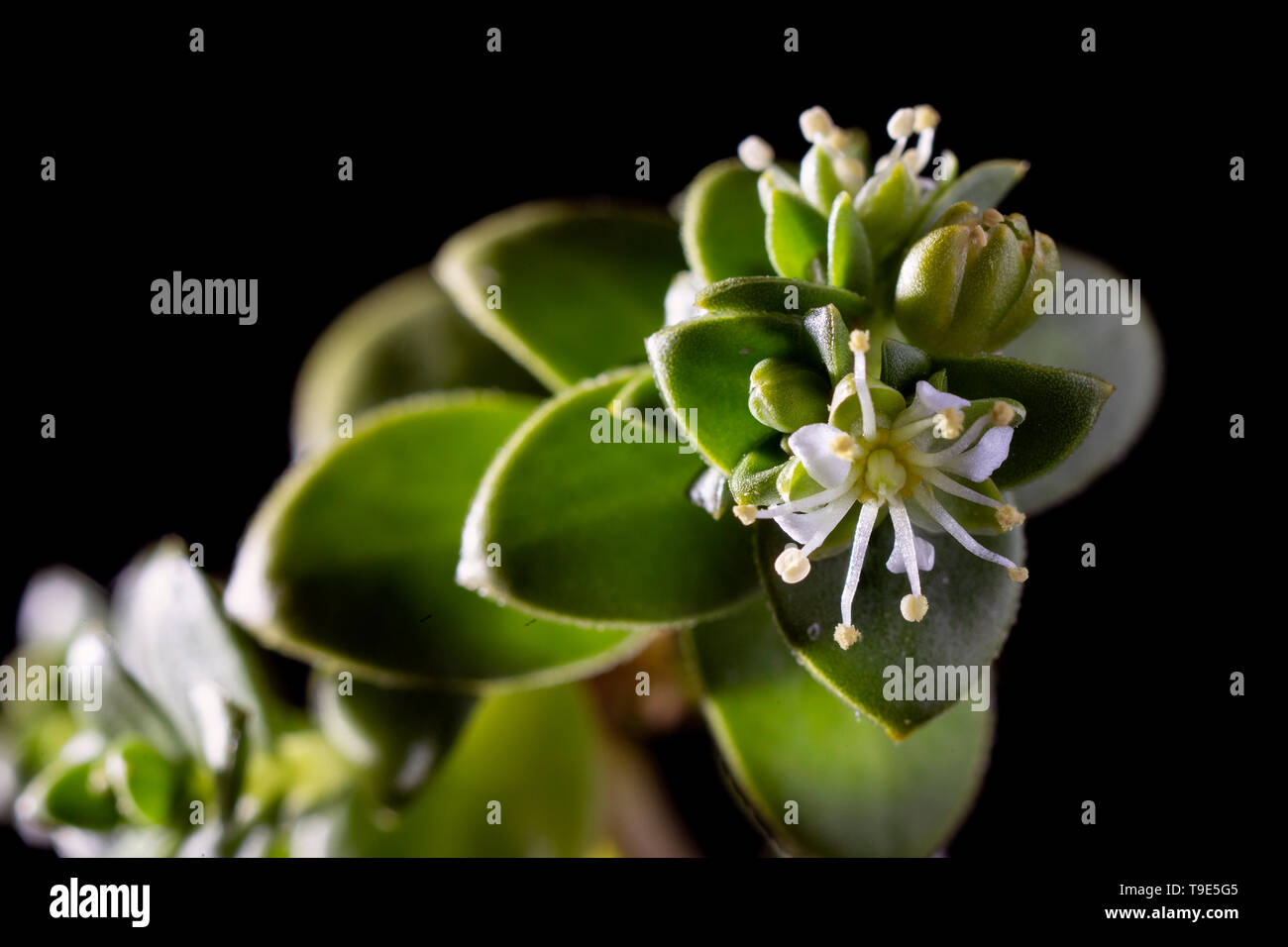 Sea Sandwort, Honckenya peploides, male flower Stock Photo - Alamy