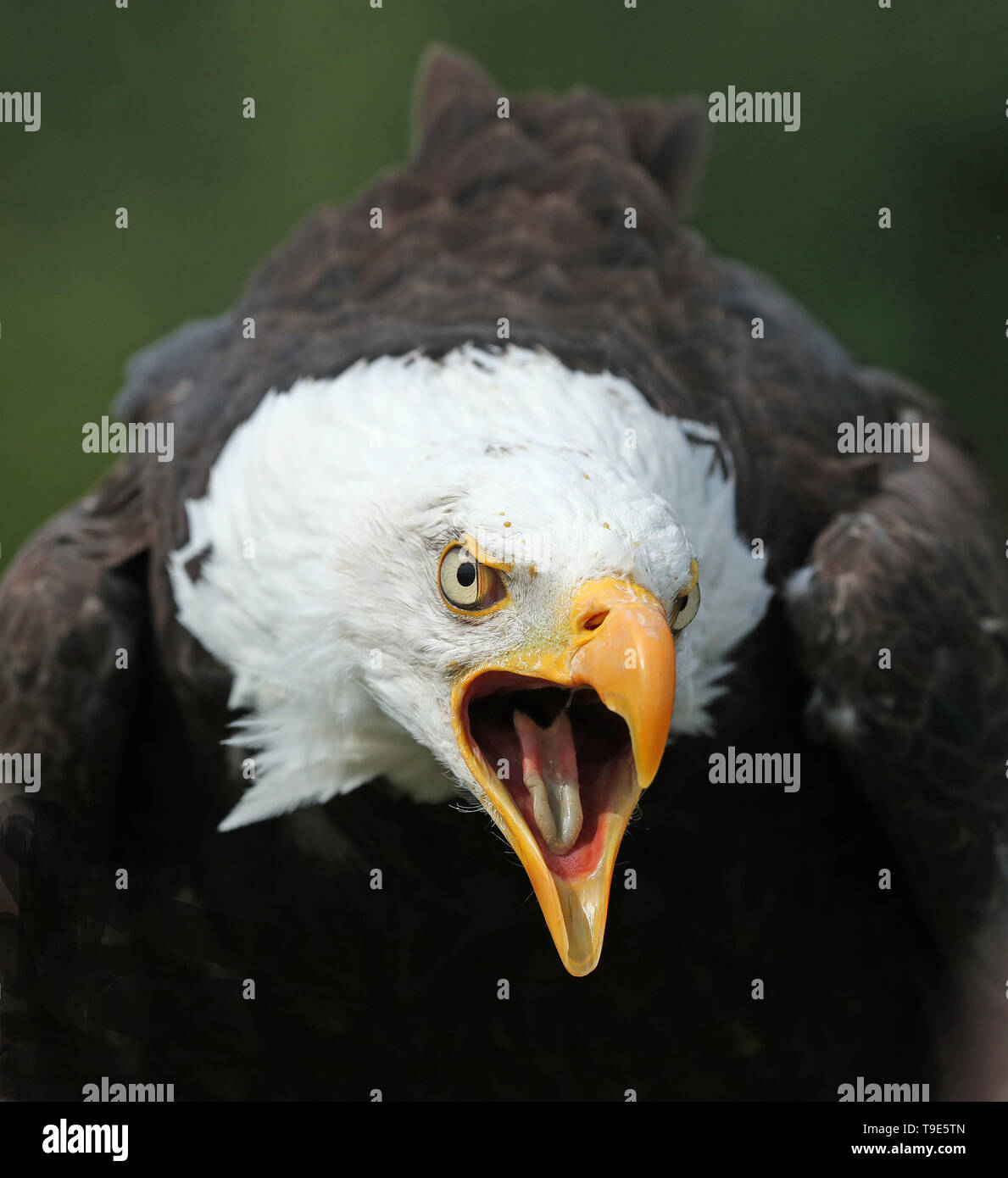 Close up of a Bald Eagle calling Stock Photo - Alamy