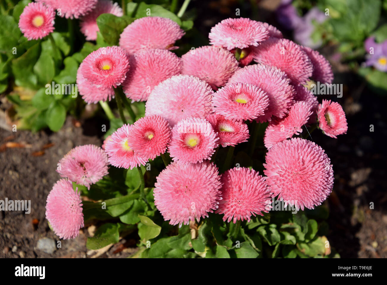 Pink oxeye daisy flowers hi-res stock photography and images - Alamy