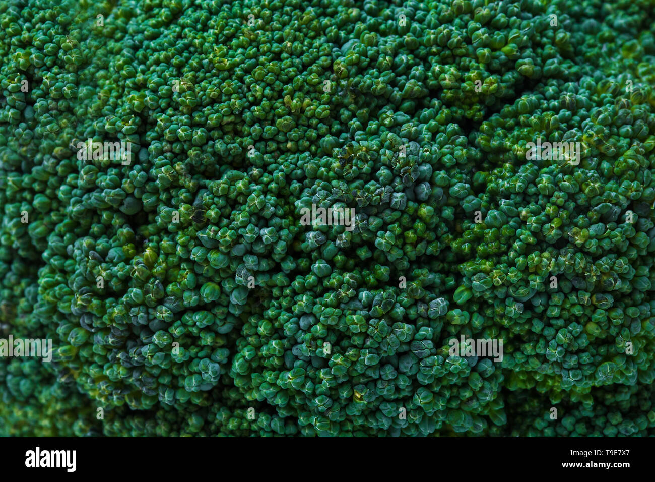 Green broccoli texture, background Abstract. Fresh vegetables Stock ...