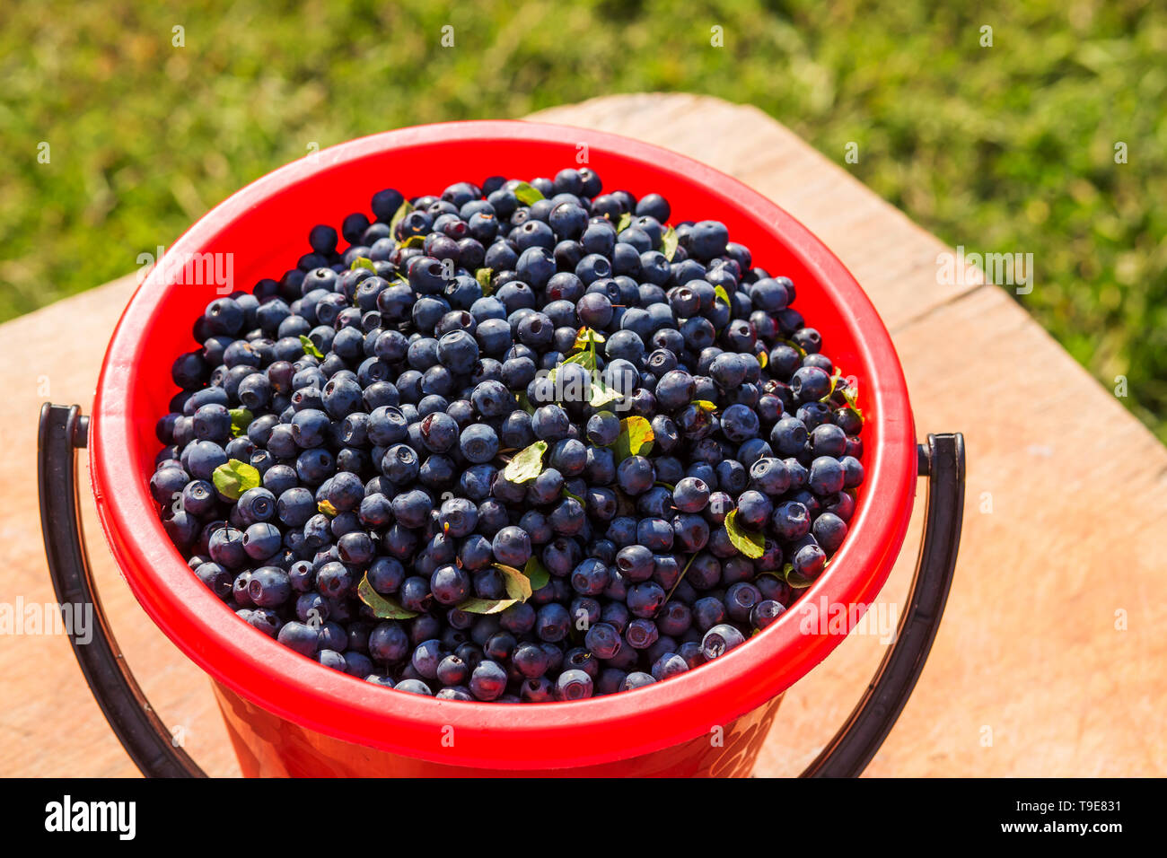 Berry blueberry in bucket hi-res stock photography and images - Alamy