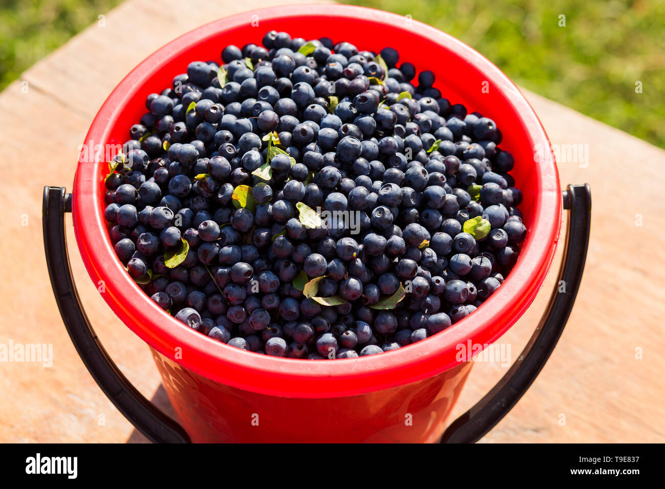 Fresh blueberry in a big red bucket. diet and health food concept Stock ...