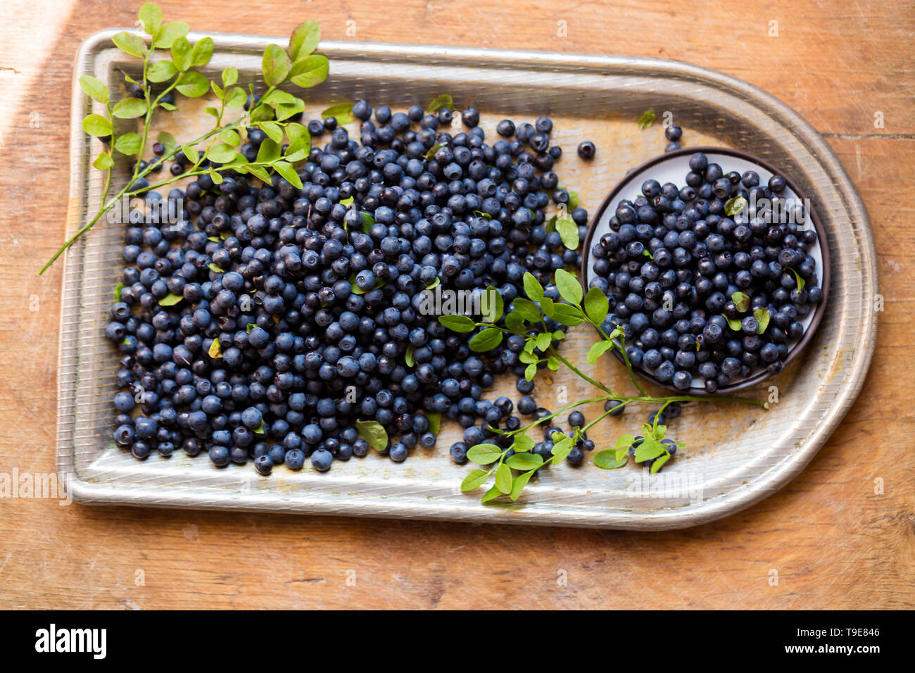 Top view of fresh blueberries from the bushes in the plate and the tray ...