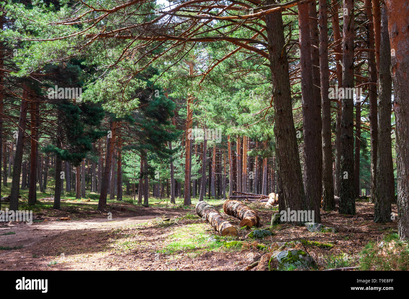 Landscape of a pine forest path crossing among trees Stock Photo - Alamy