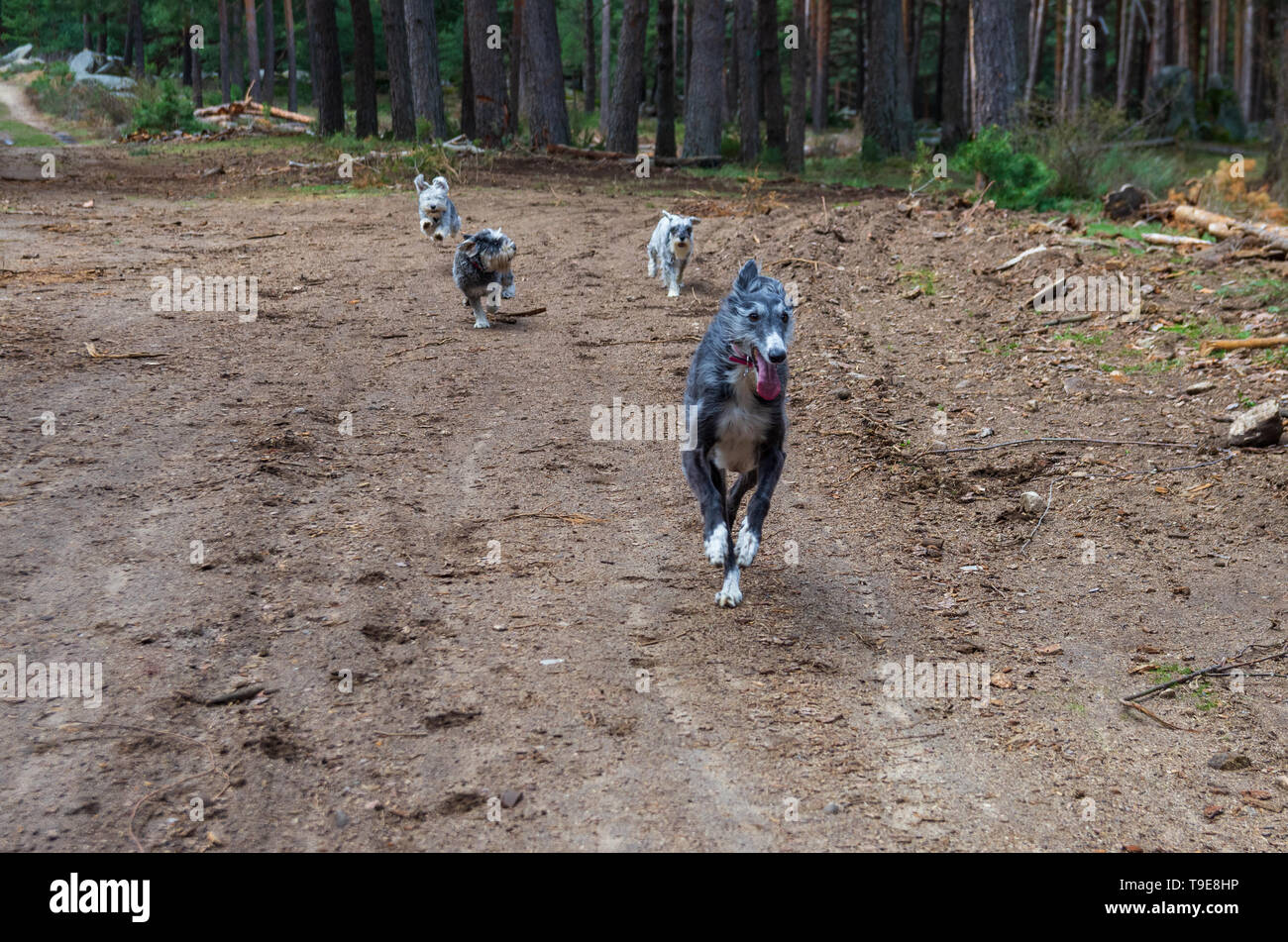 Four dogs running down a path in a pine forest Stock Photo - Alamy