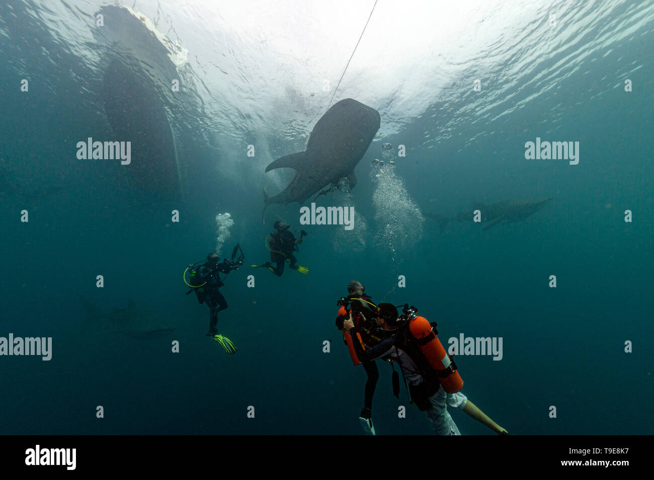 Whale Shark underwater approaching a scuba diver in the deep blue sea ...