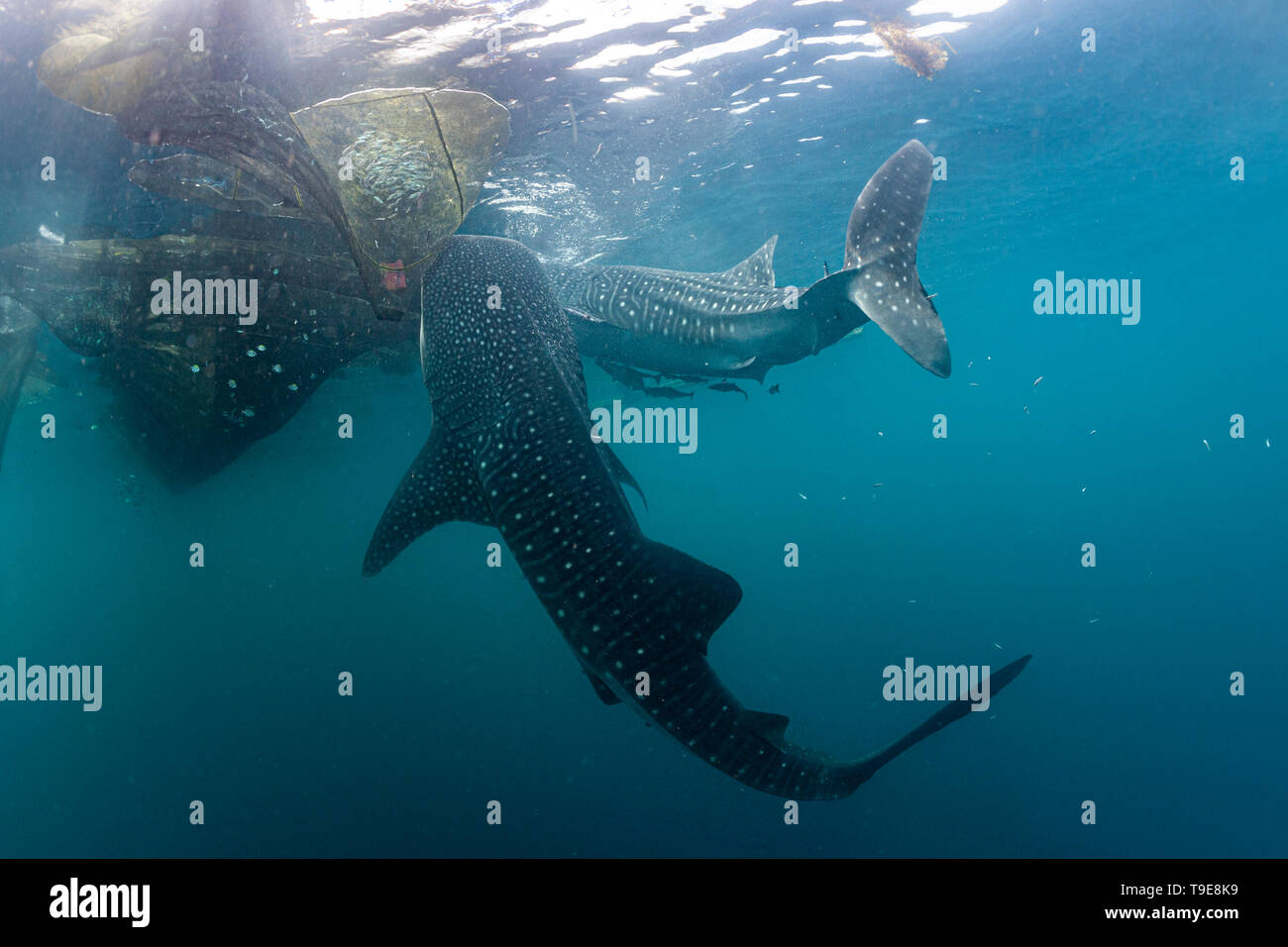Whale Shark close underwater in west papua cenderawasih bay Stock Photo ...