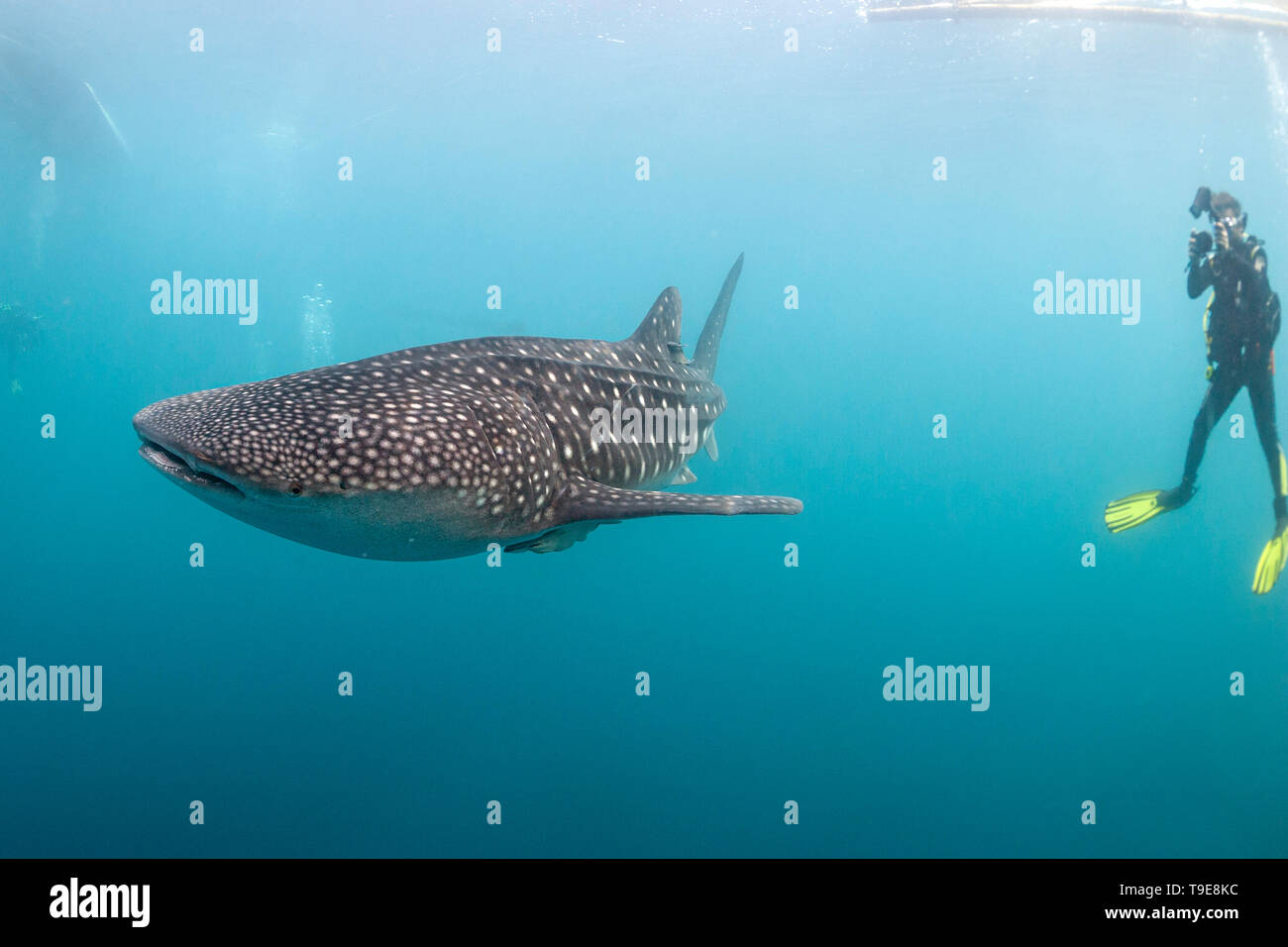Whale Shark underwater approaching a scuba diver in the deep blue sea ...