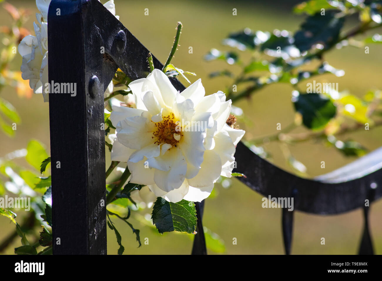 White rose at the gate Stock Photo - Alamy