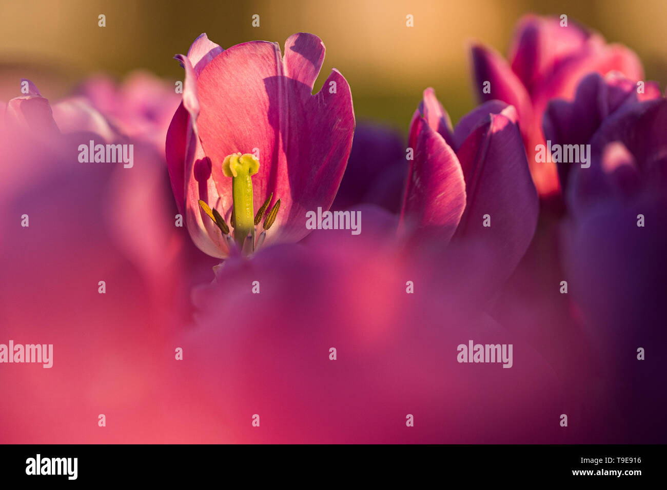 In late April through early May, the tulip fields in the Netherlands ...
