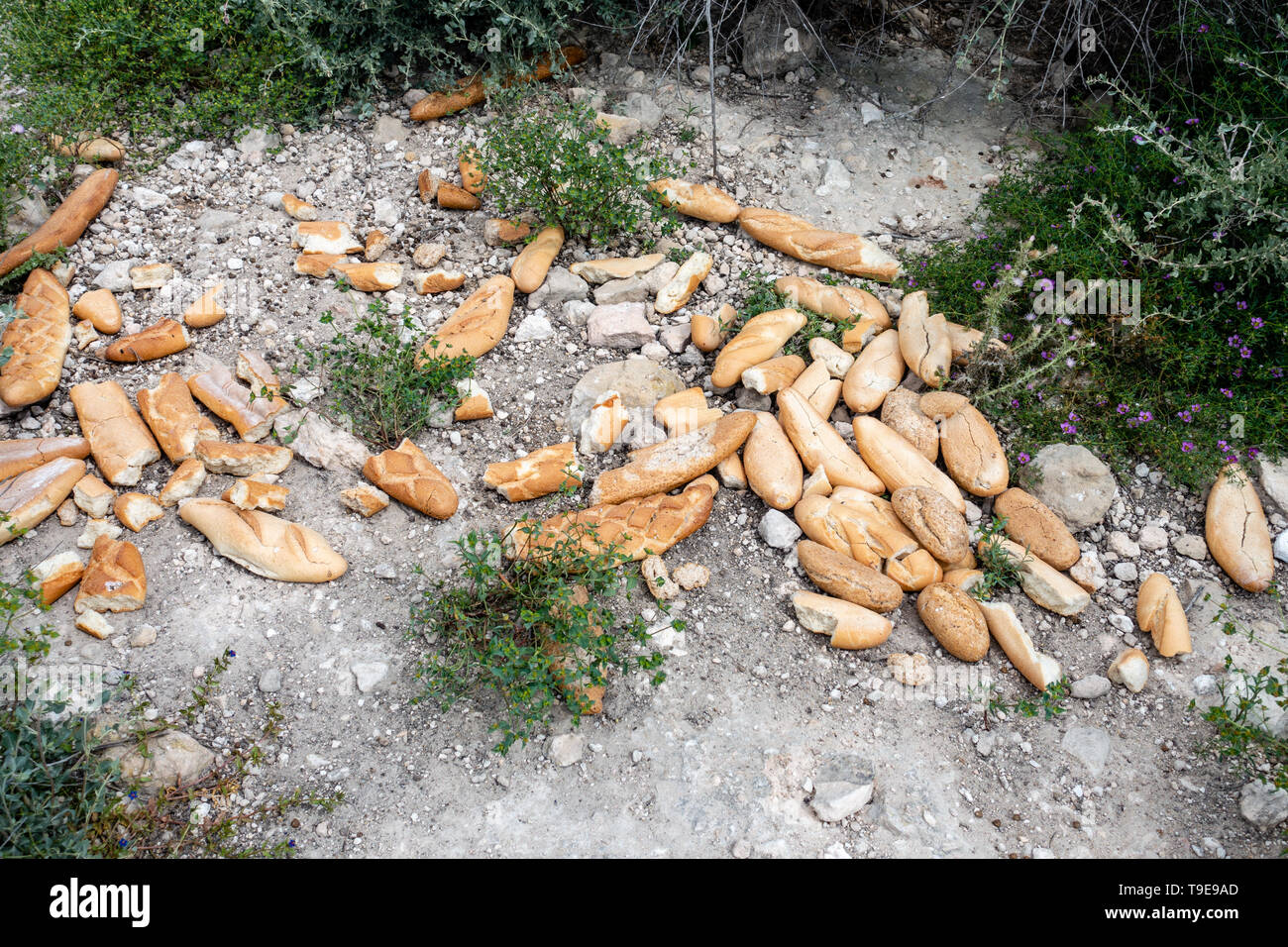 More wasted food as a lot of Bread rots on the ground in Spain Stock ...