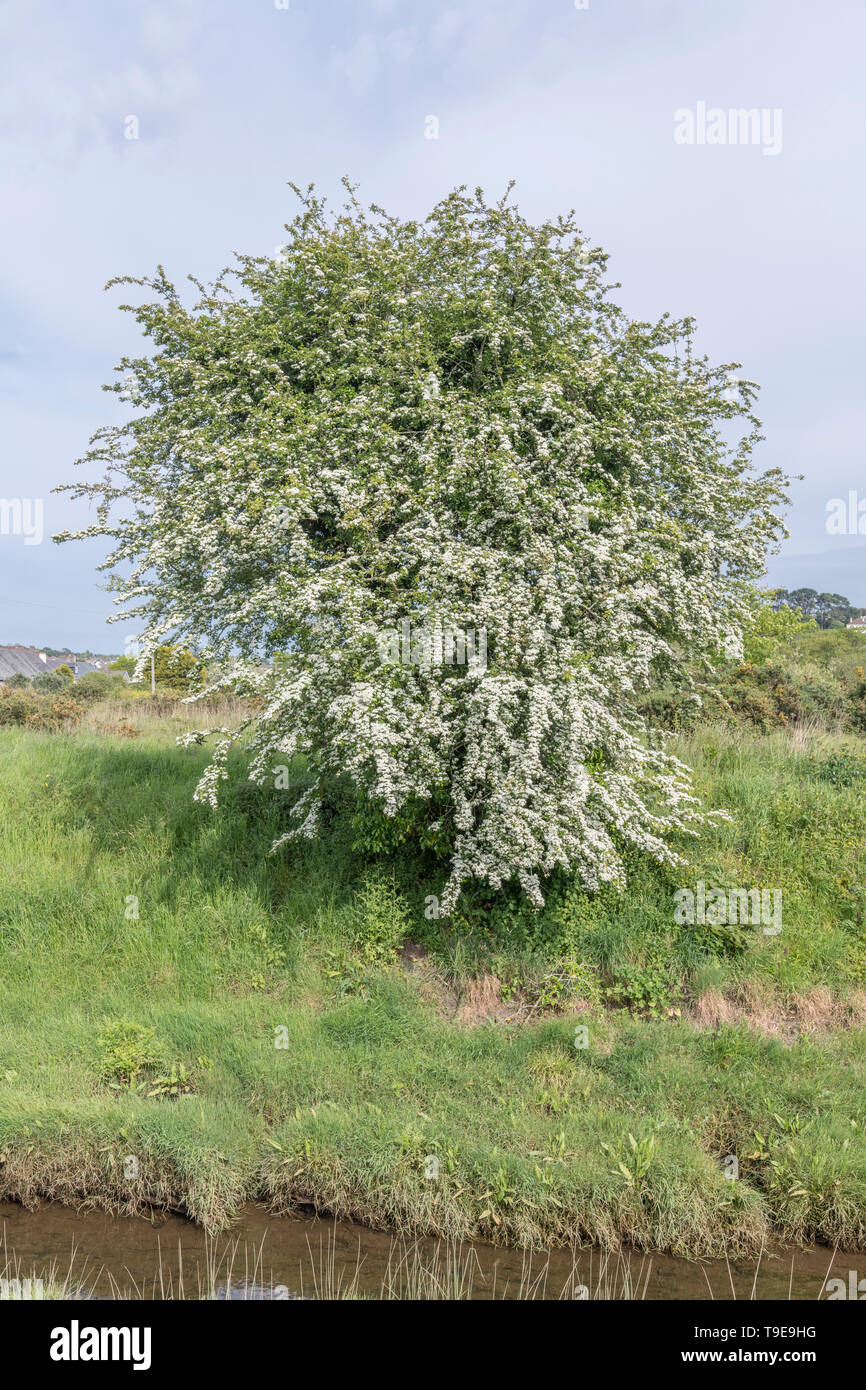 épine blanche hi-res stock photography and images - Alamy