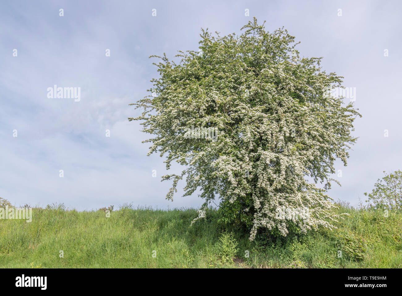 épine blanche hi-res stock photography and images - Alamy