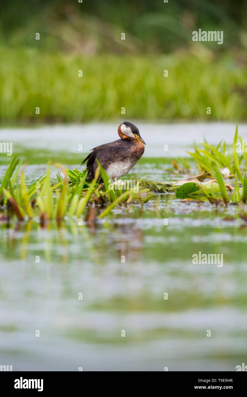 Red-necked Grebe on the nest Stock Photo - Alamy