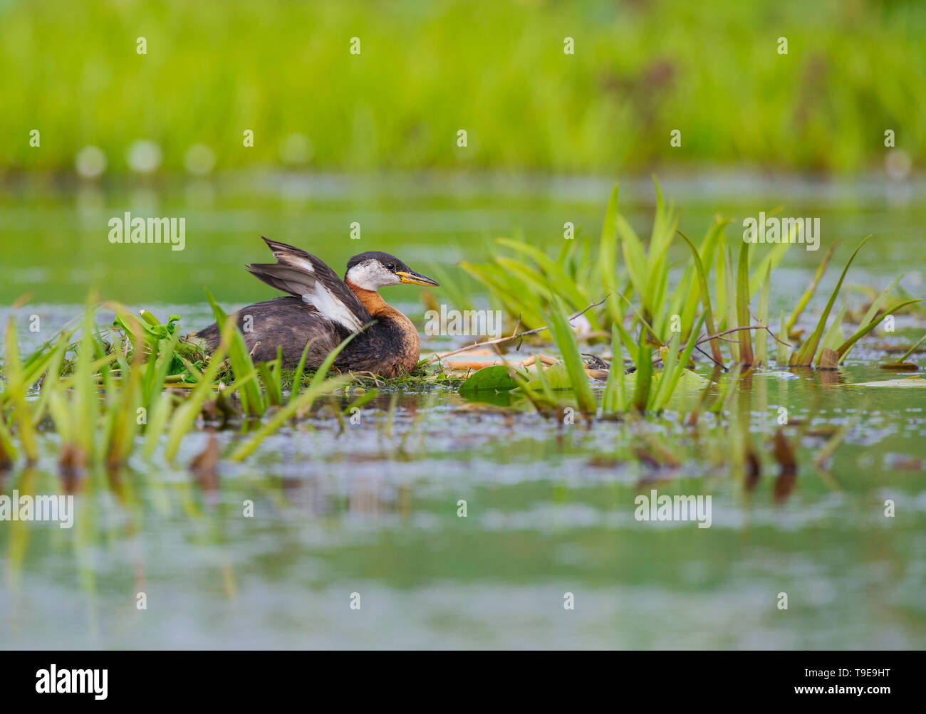 Red-necked Grebe on the nest Stock Photo - Alamy