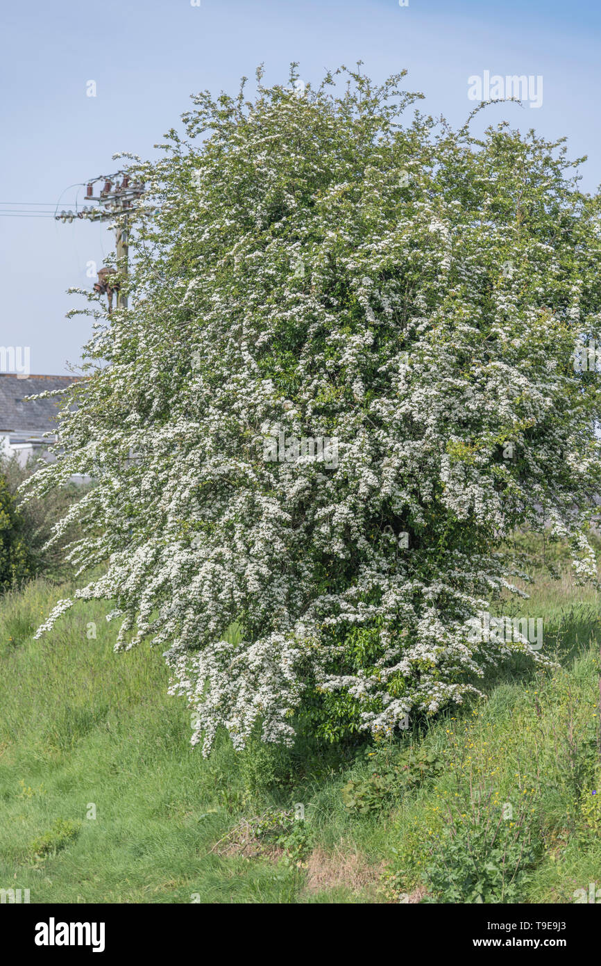 White flower blossom of Hawthorn tree / Crataegus monogyna blossom. May ...