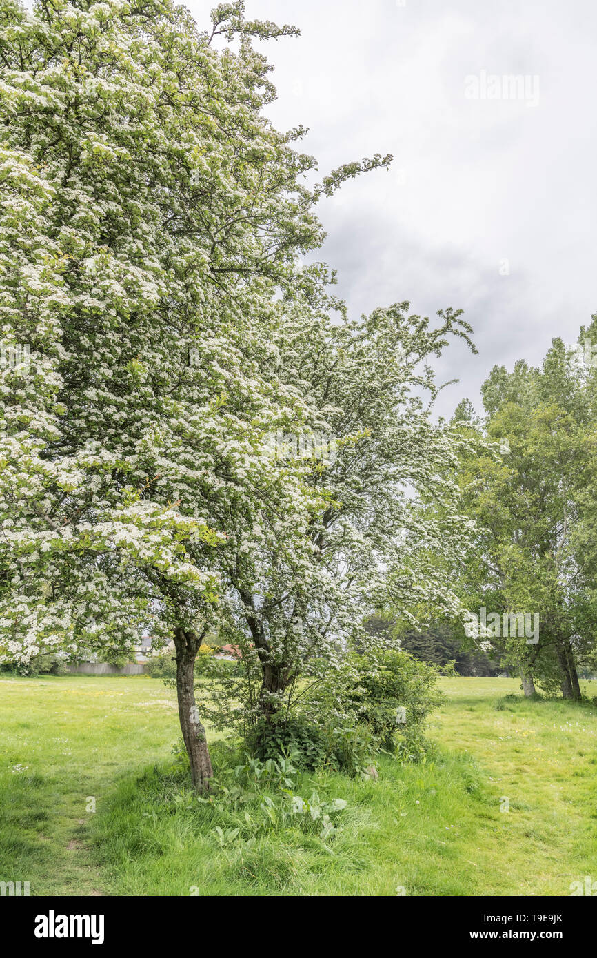 White flower blossom of Hawthorn tree / Crataegus monogyna blossom. May ...