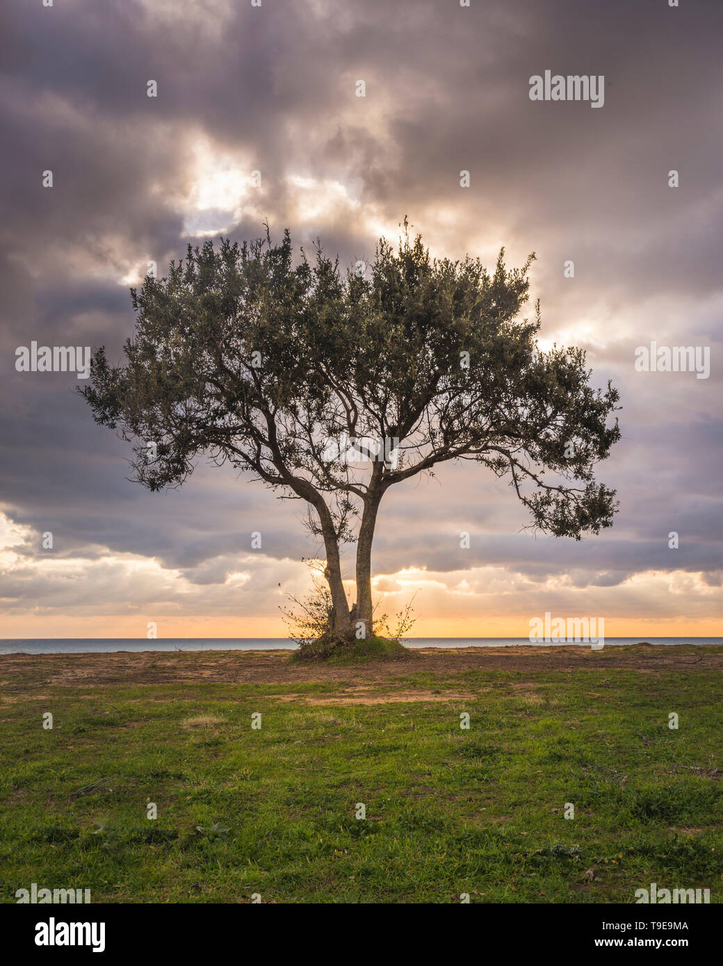 Simple Tree High Resolution Stock Photography and Images - Alamy