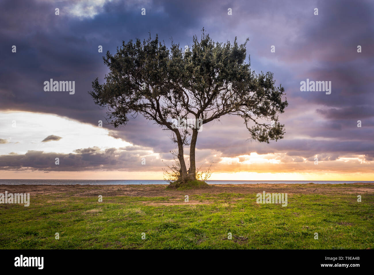 Image of a lone tree against a beach and a dramatic sky during sunset ...