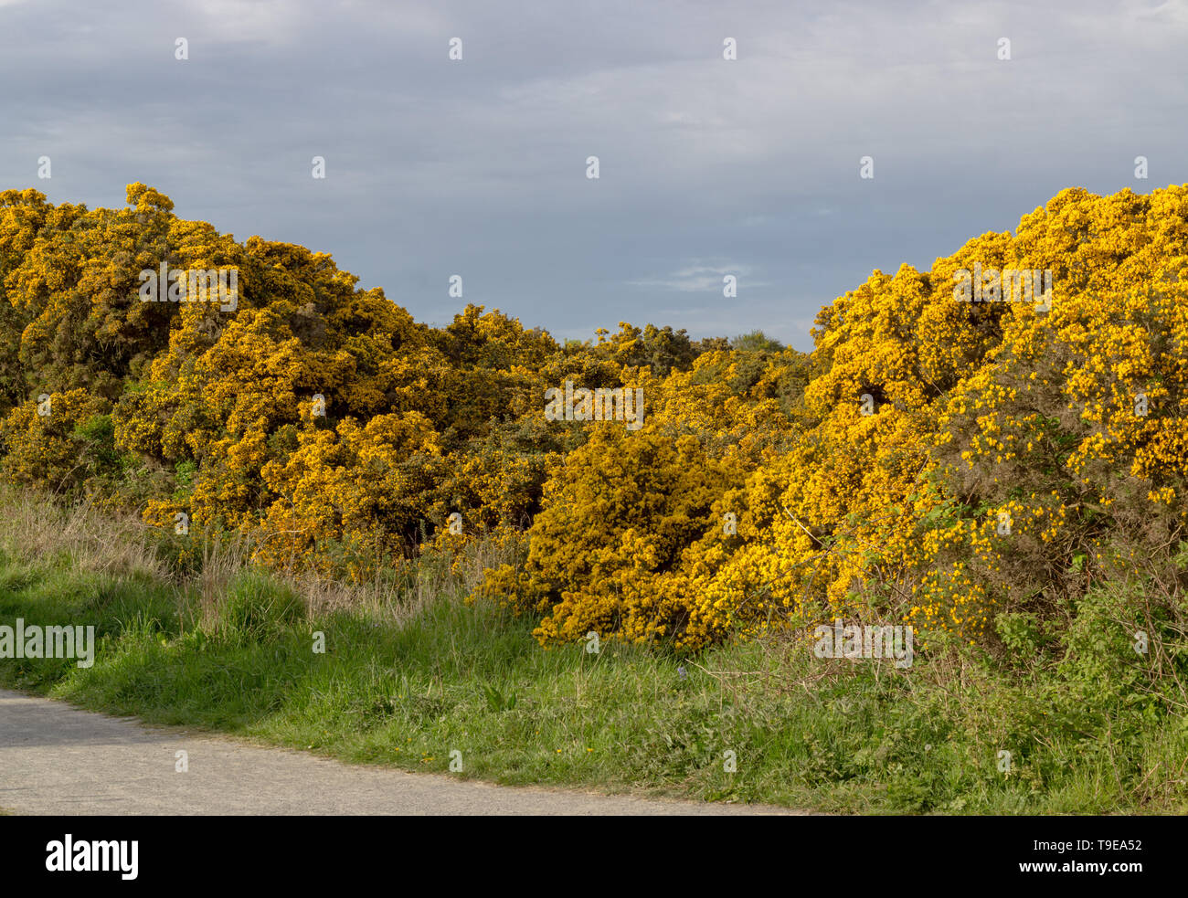 Scotstown moor aberdeen hi-res stock photography and images - Alamy
