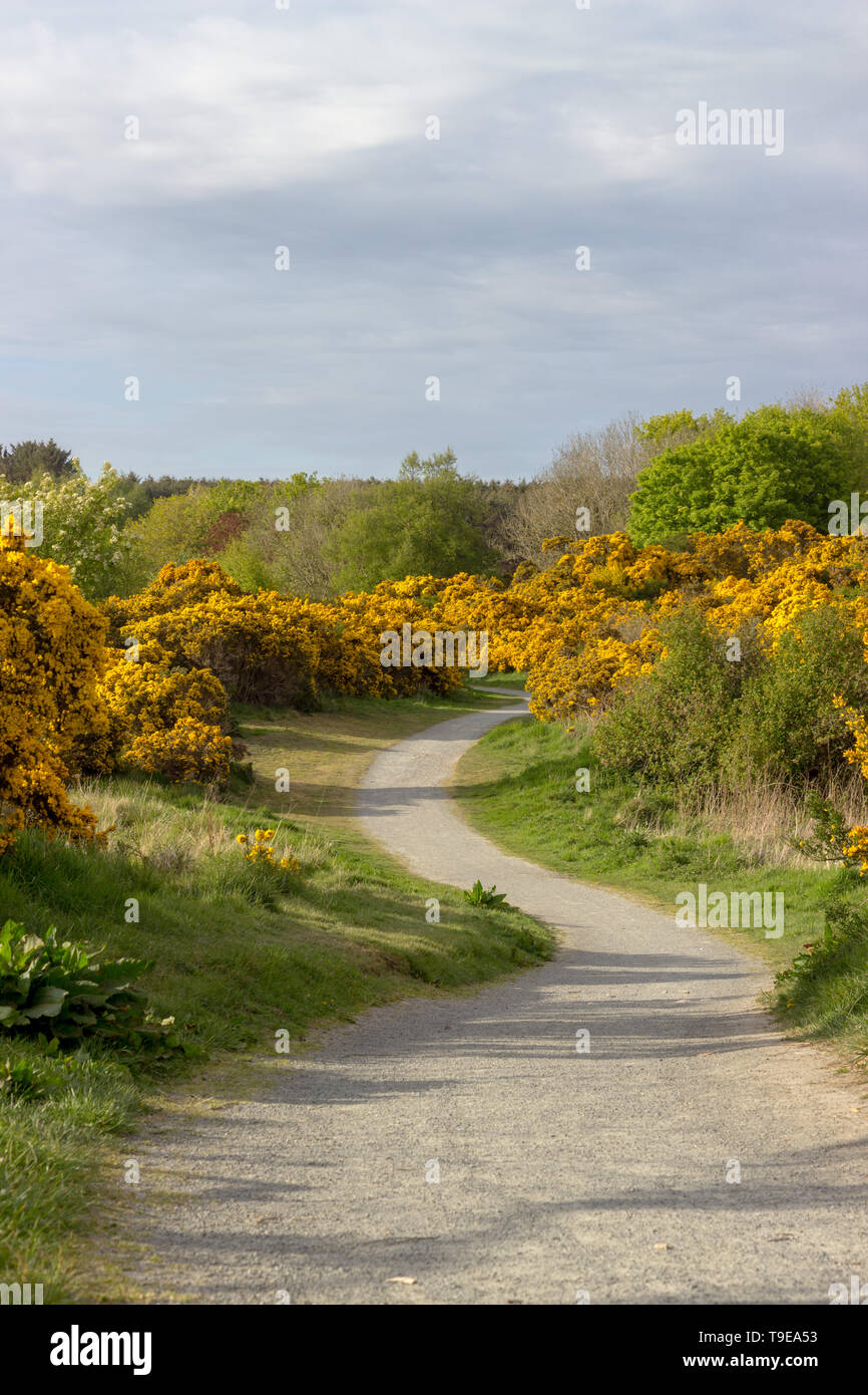 Gorse furze bush yellow moor hi-res stock photography and images - Alamy