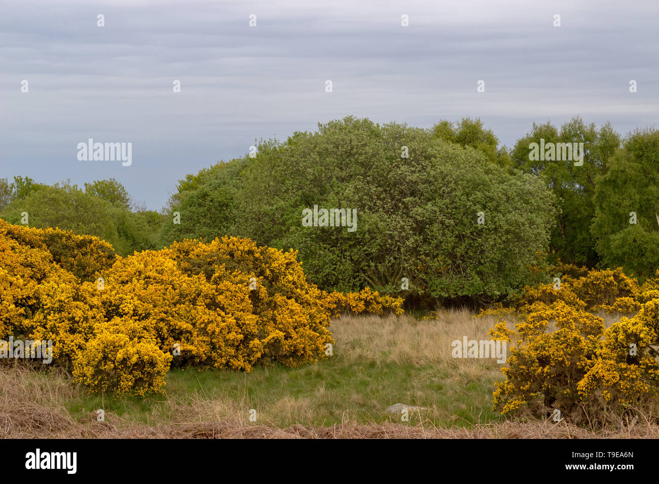 Scotstown hi-res stock photography and images - Alamy