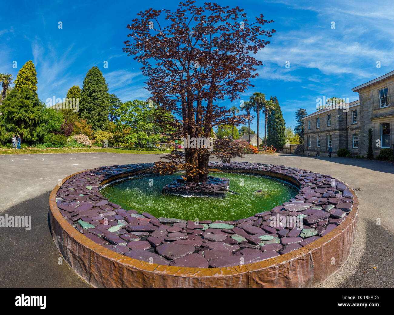 Fountain Tree,Leonardslee Gardens,Sussex,England Stock Photo - Alamy