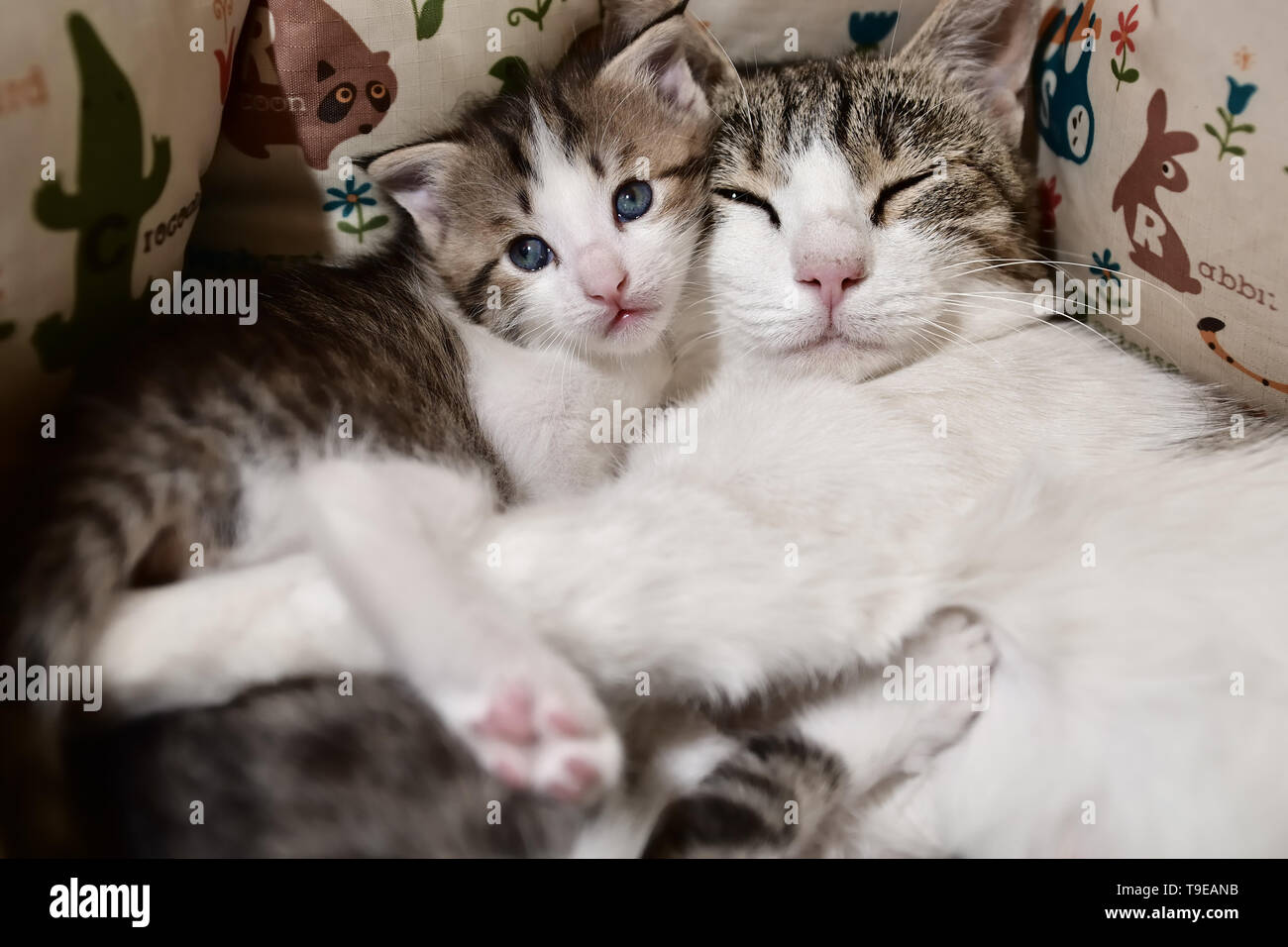 Cat mother with kittens hi-res stock photography and images - Alamy
