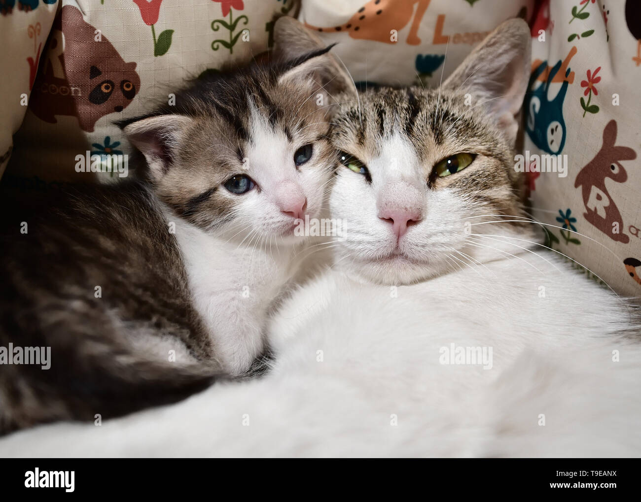 Cat kittens mother hi-res stock photography and images - Alamy