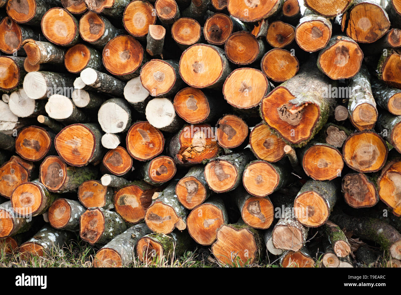 Closeup of logs of trees In different shape and color. Background ...