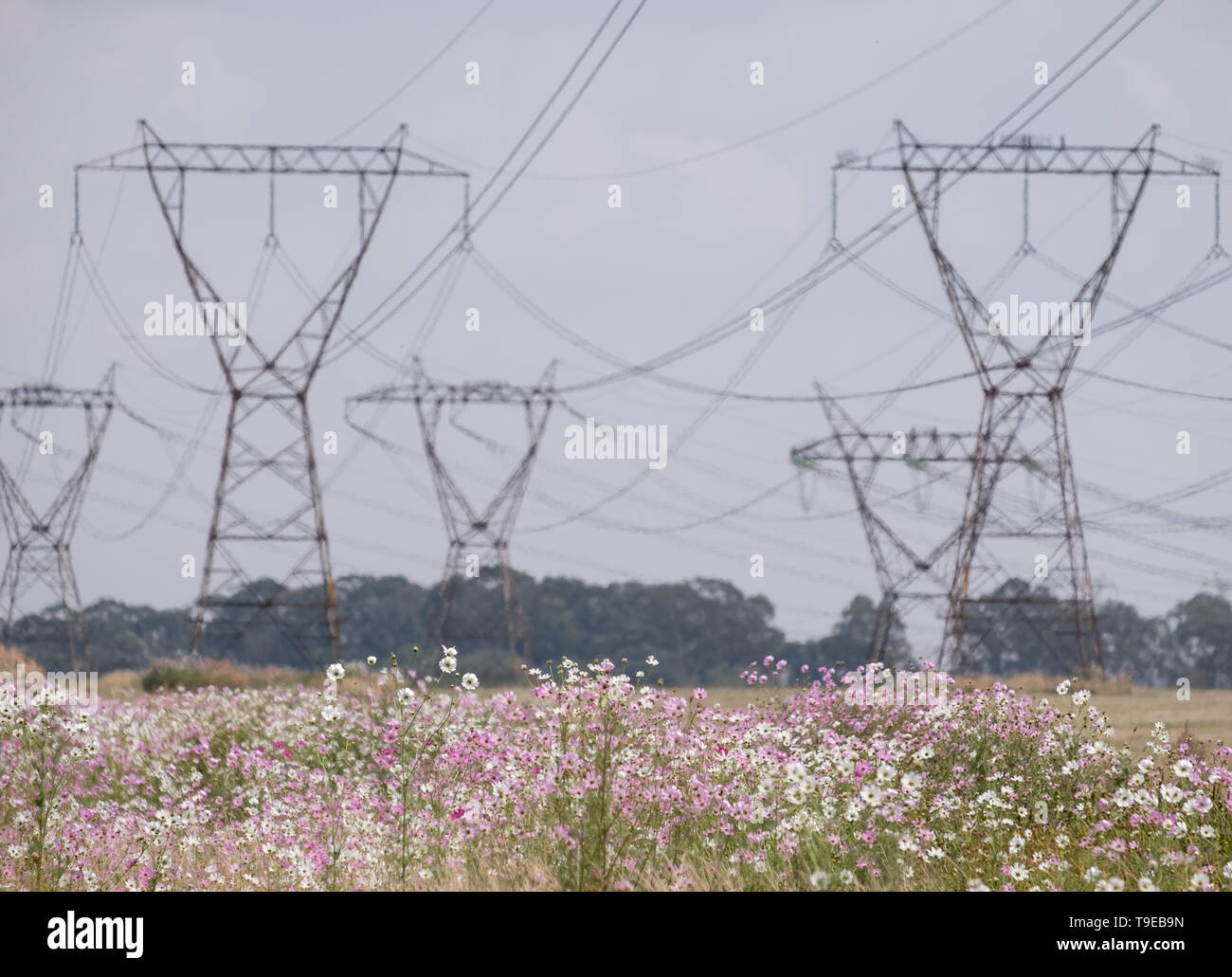 Overhead power lines above a field of spring flowers Stock Photo - Alamy