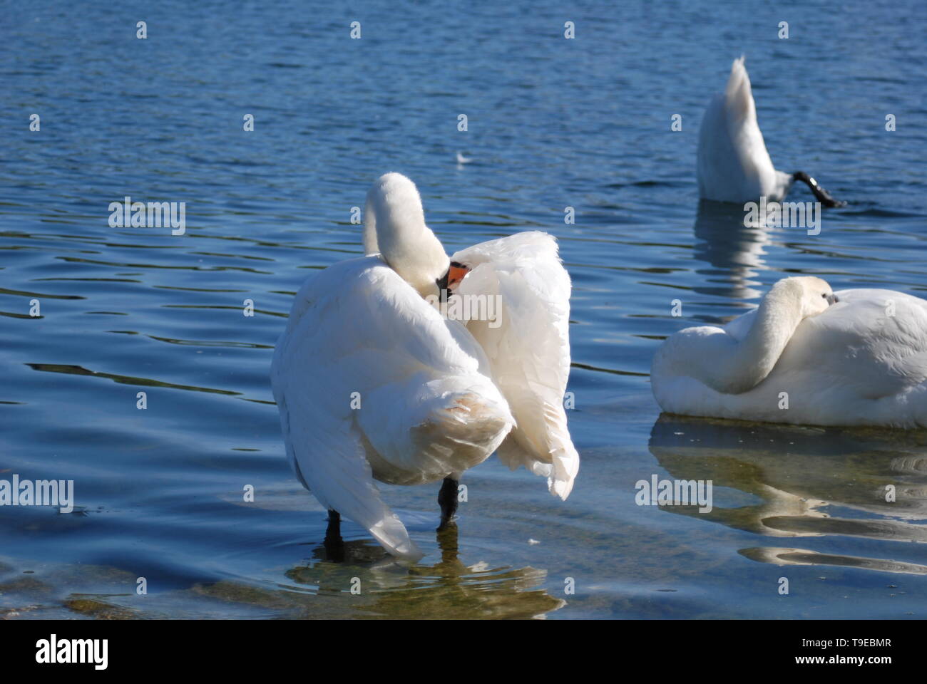 Swan preening itself by the side of the lake Stock Photo - Alamy