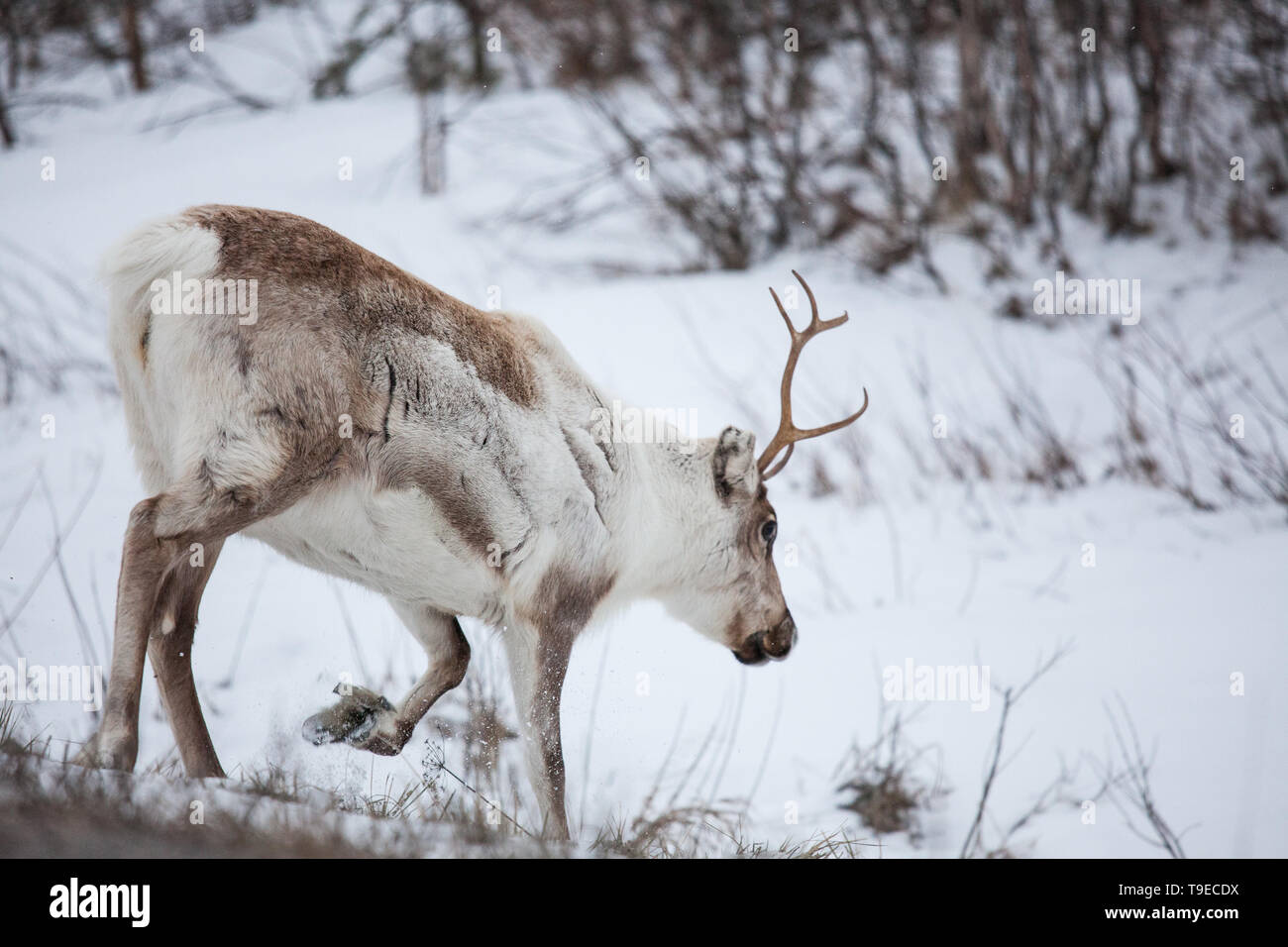 Reindeer flock in the wild at winter Stock Photo - Alamy