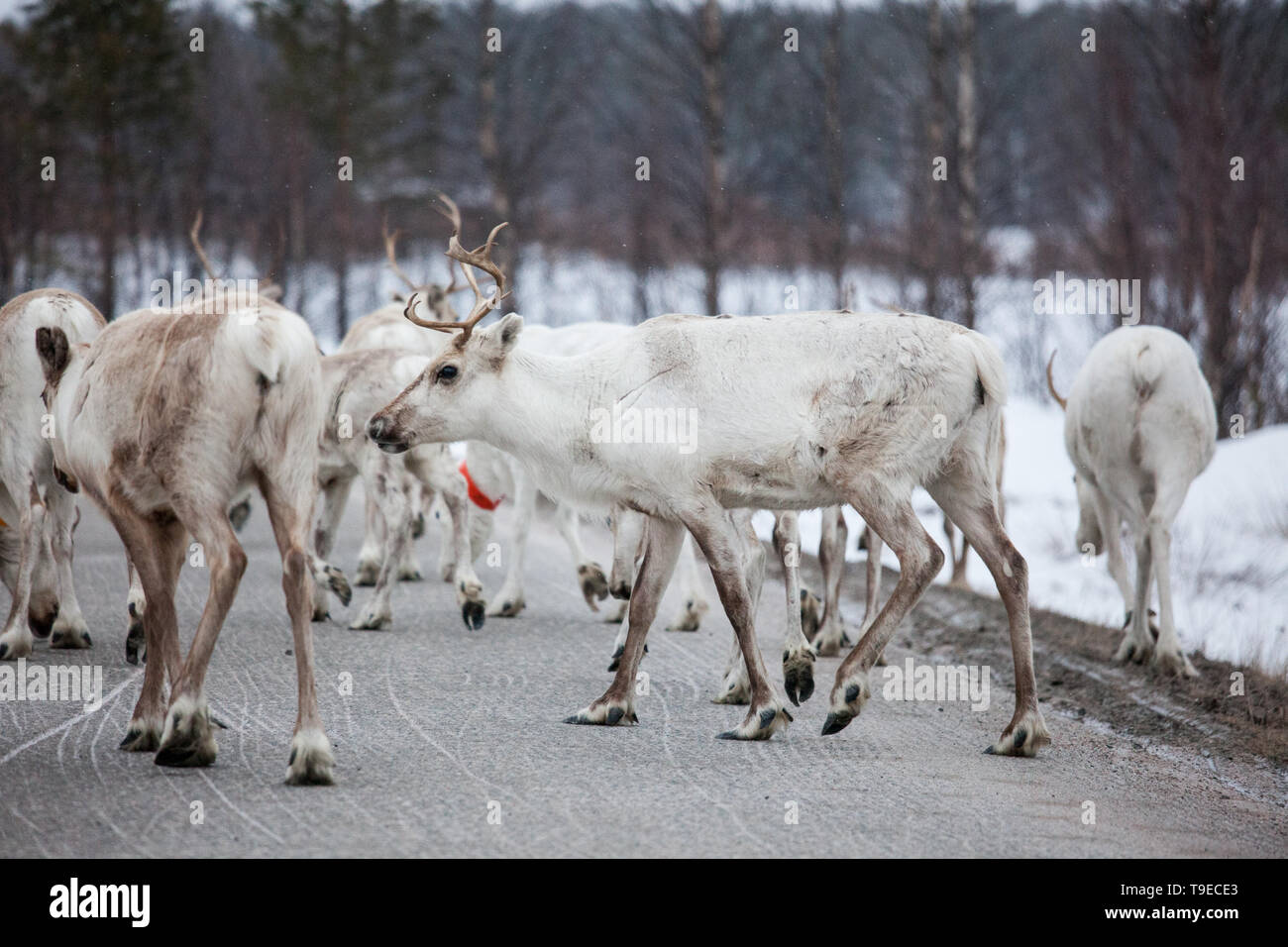Lapland finland reindeer herd hi-res stock photography and images - Alamy