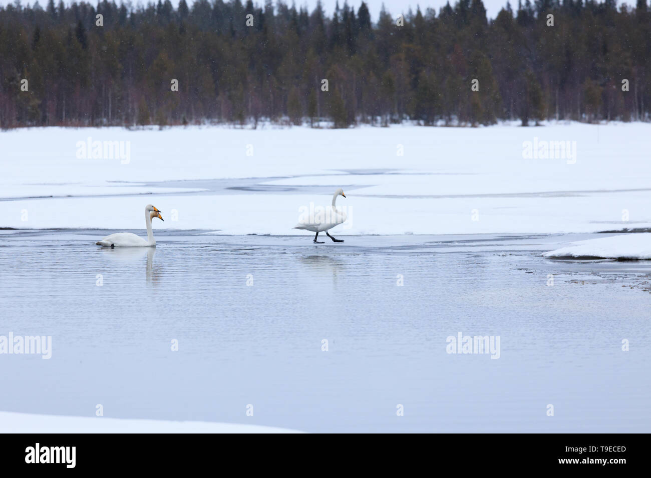 Swans on partially frozen lake Stock Photo - Alamy