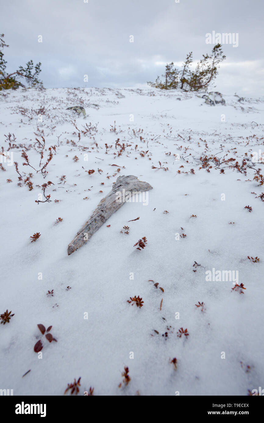 Wind stunted trees hi-res stock photography and images - Alamy