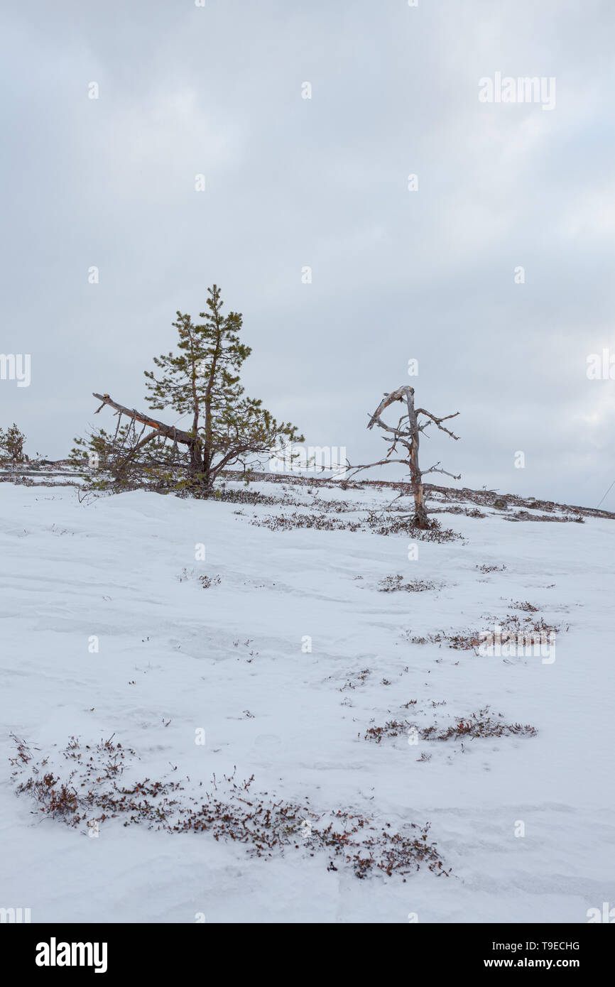 Wind stunted trees hi-res stock photography and images - Alamy