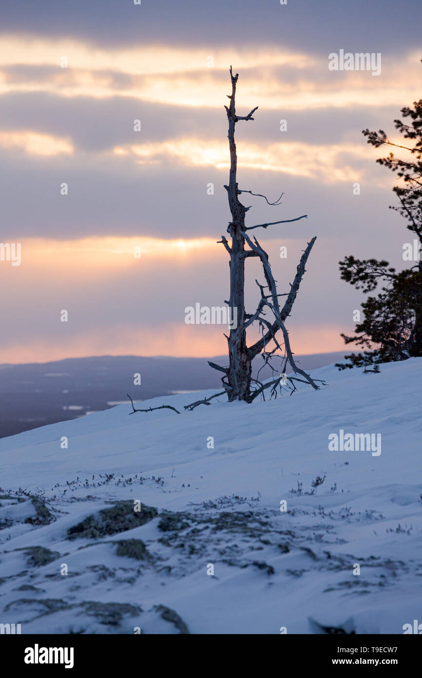 Snow and trees in arctic hill Stock Photo - Alamy