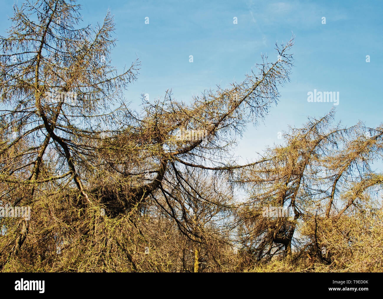 Looped tops hi-res stock photography and images - Alamy