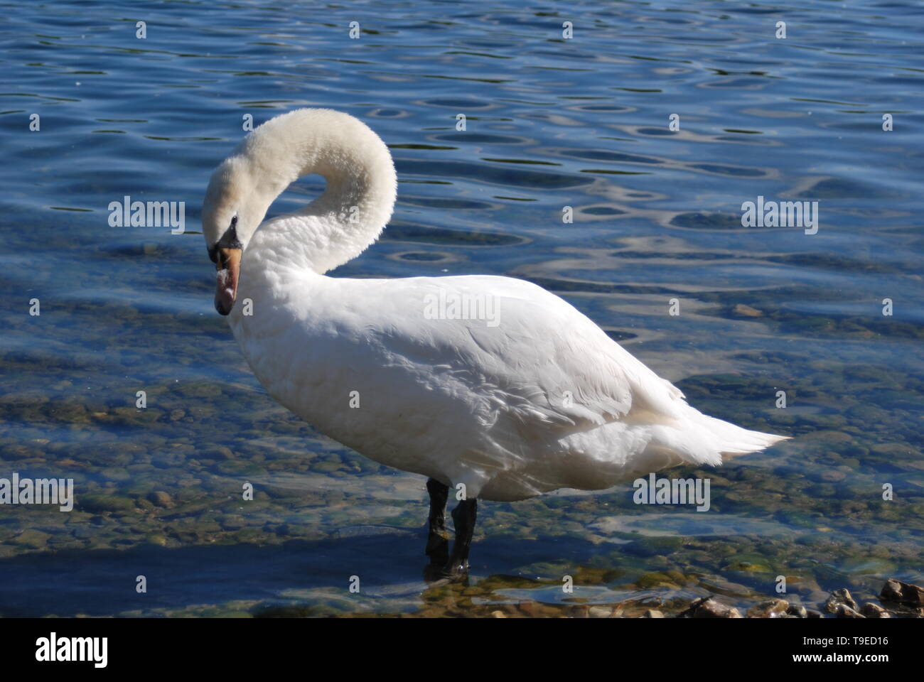Swan preening itself by the side of a lake Stock Photo - Alamy