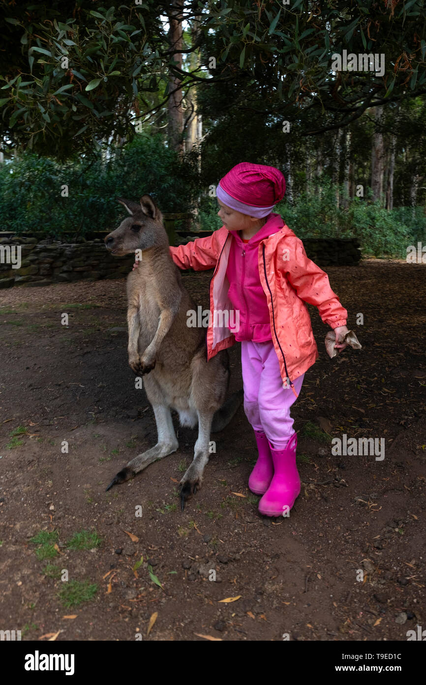 Little girl in pink and read clothes plays in kangaroo. Tasmania ...