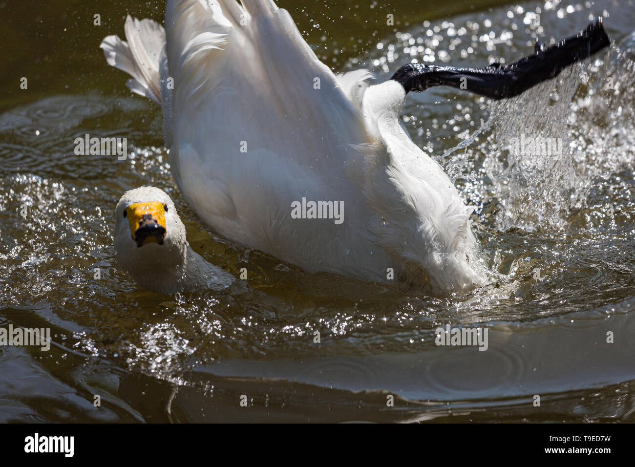 Swan washing in the lake Stock Photo - Alamy