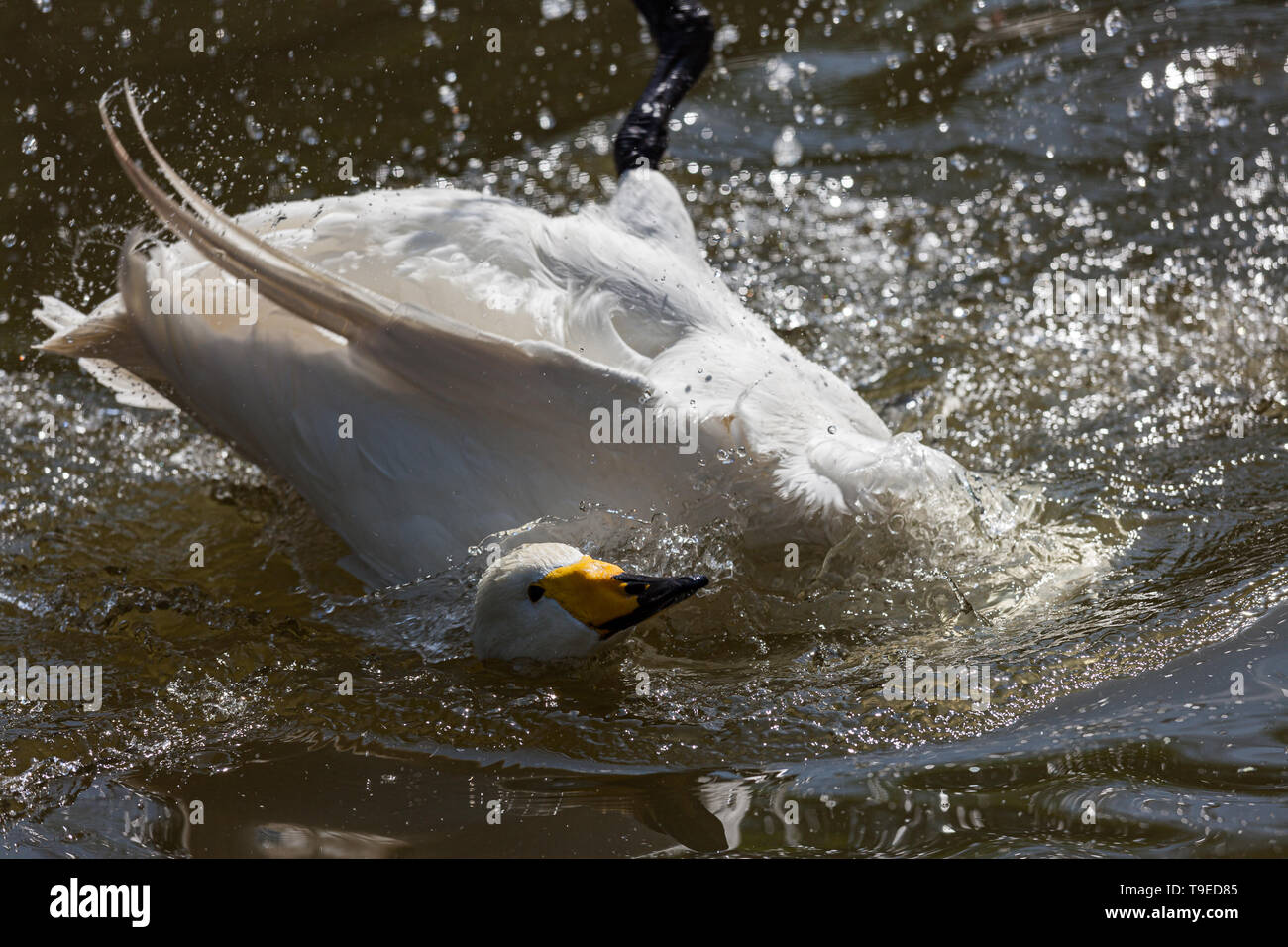 Swan washing in the lake Stock Photo - Alamy