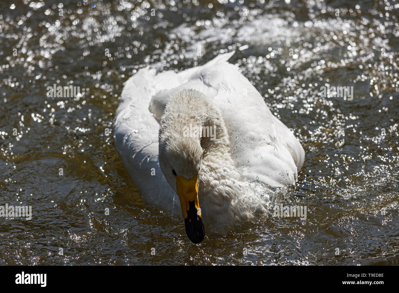 Swan washing in the lake Stock Photo - Alamy