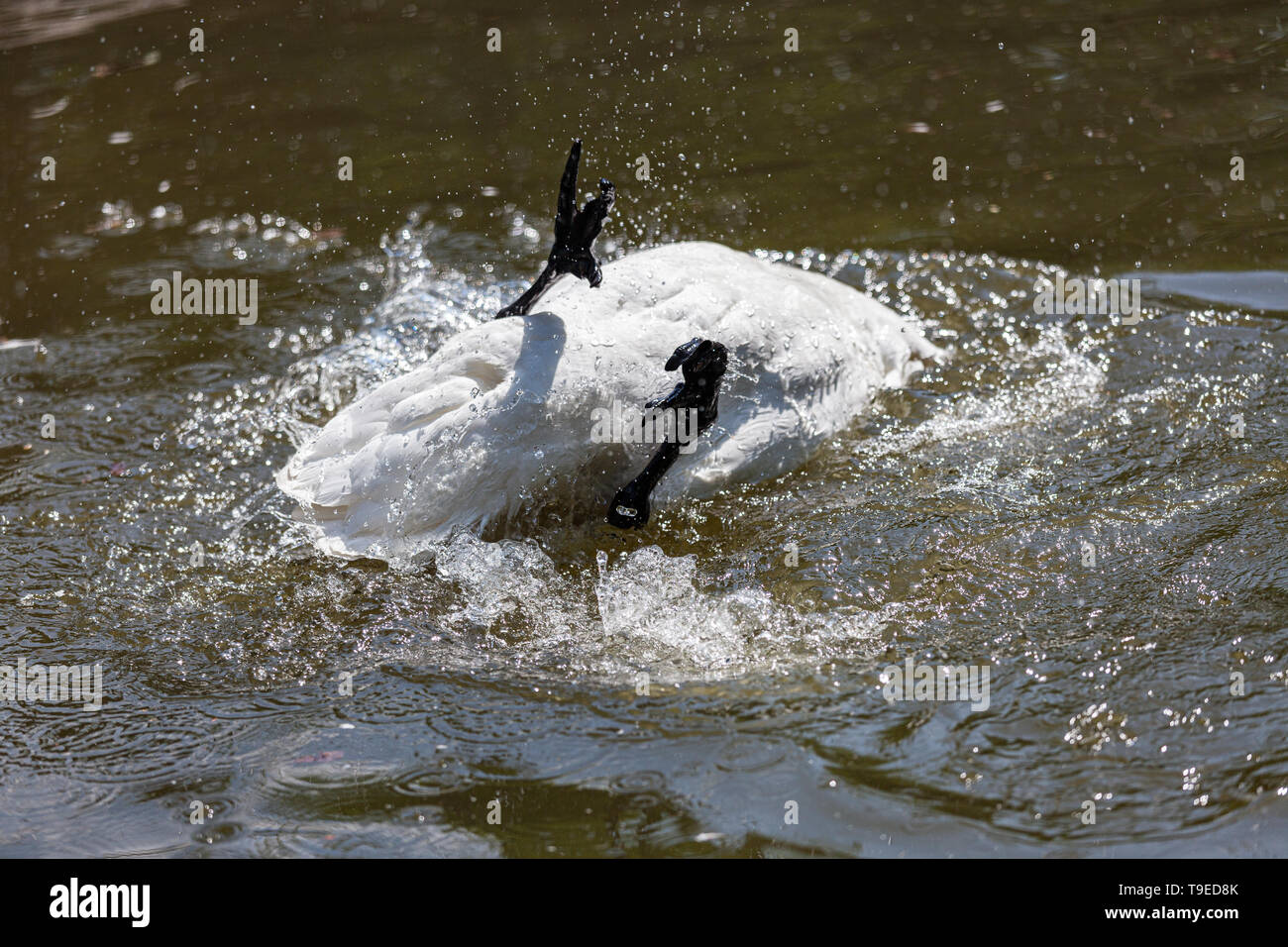 Bathing washing bath pond hi-res stock photography and images - Alamy