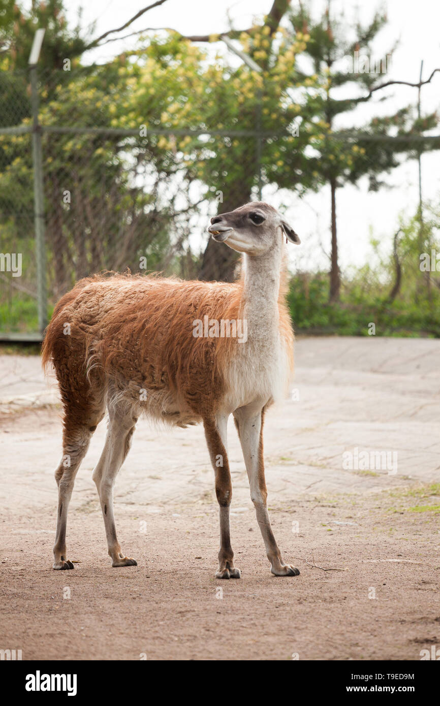 Llama outdoors in the zoo Stock Photo - Alamy