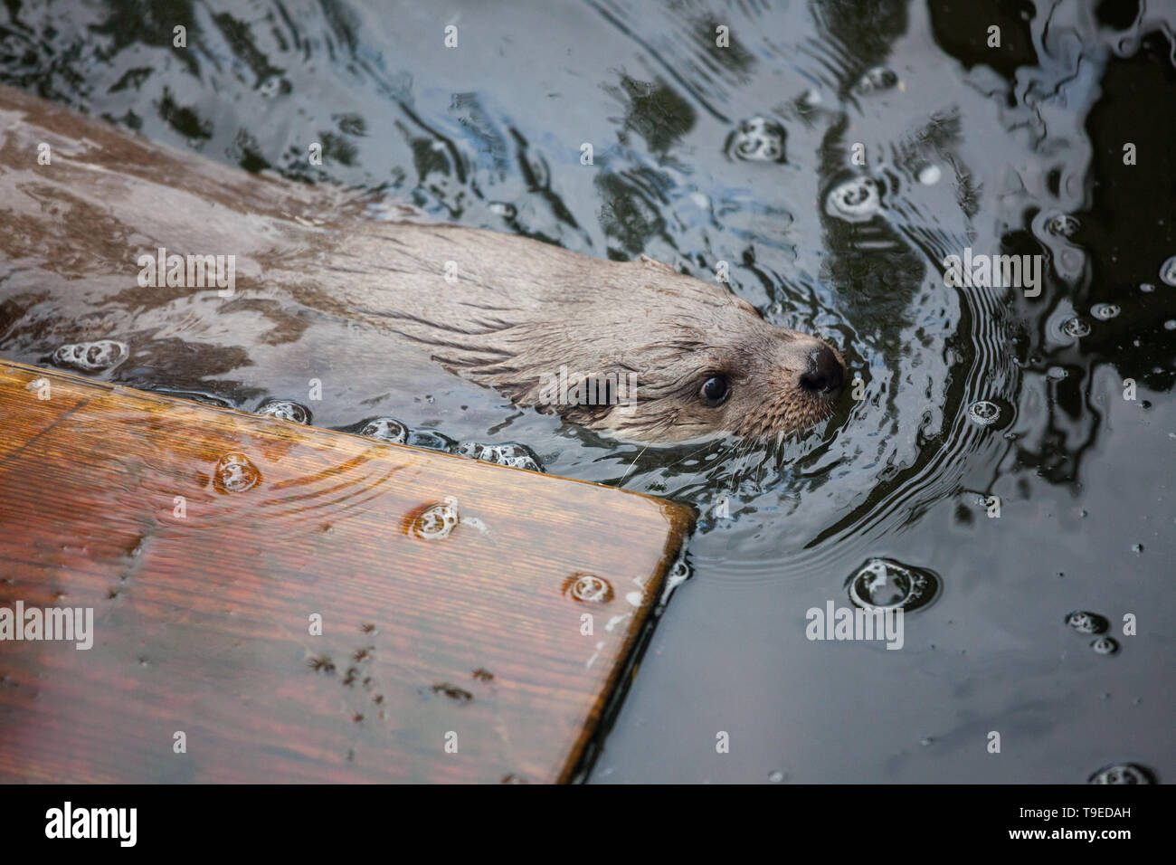 Beaver swimming Stock Photo - Alamy