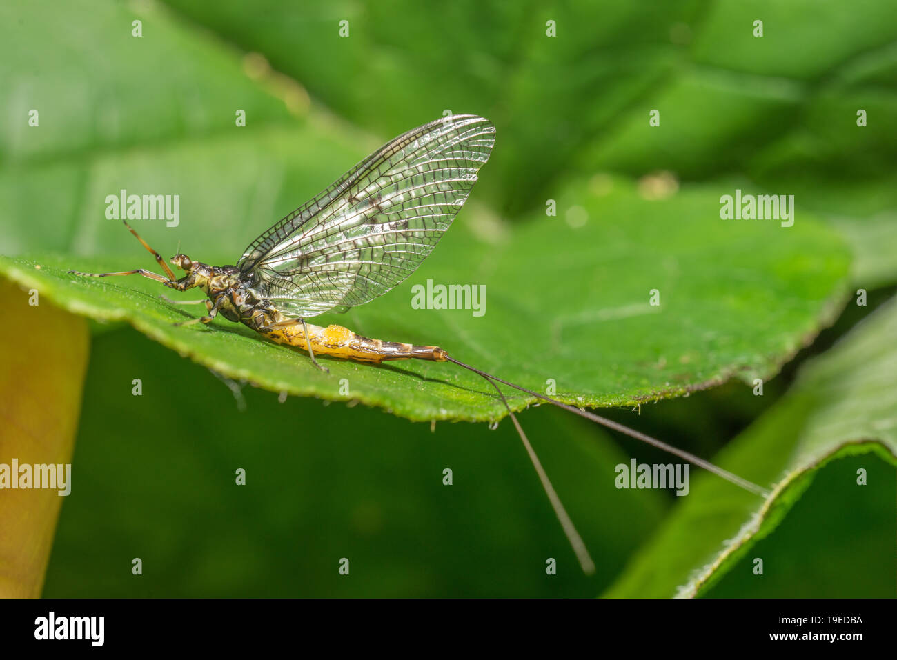 Beautiful mayfly hi-res stock photography and images - Alamy